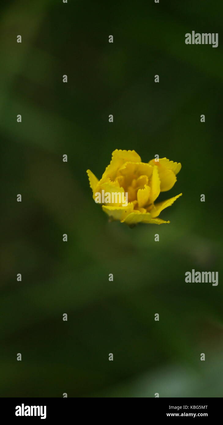 Yellow flower in green background Stock Photo - Alamy