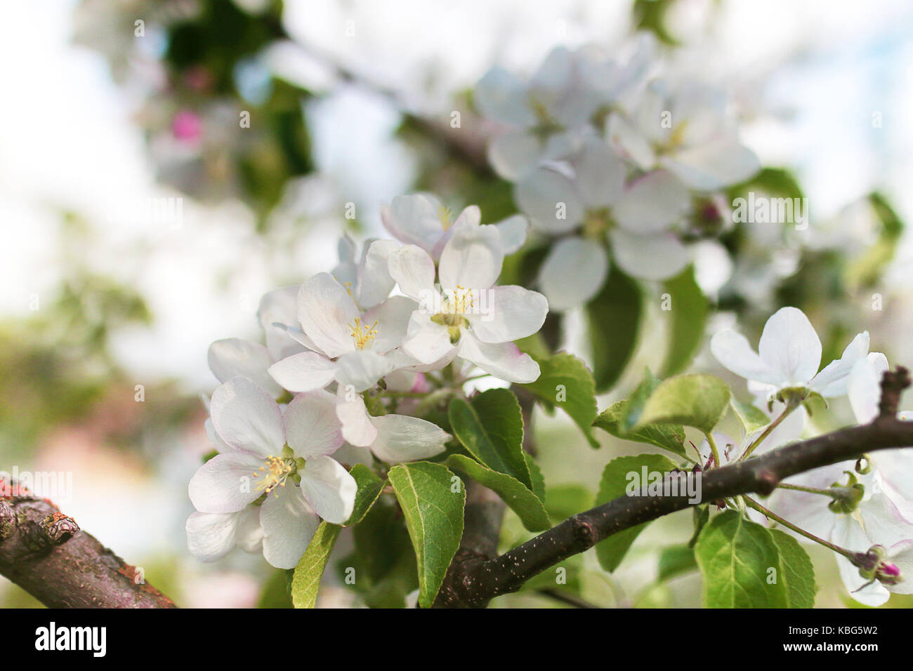 early spring flowering apple tree with bright white flowers Stock Photo ...