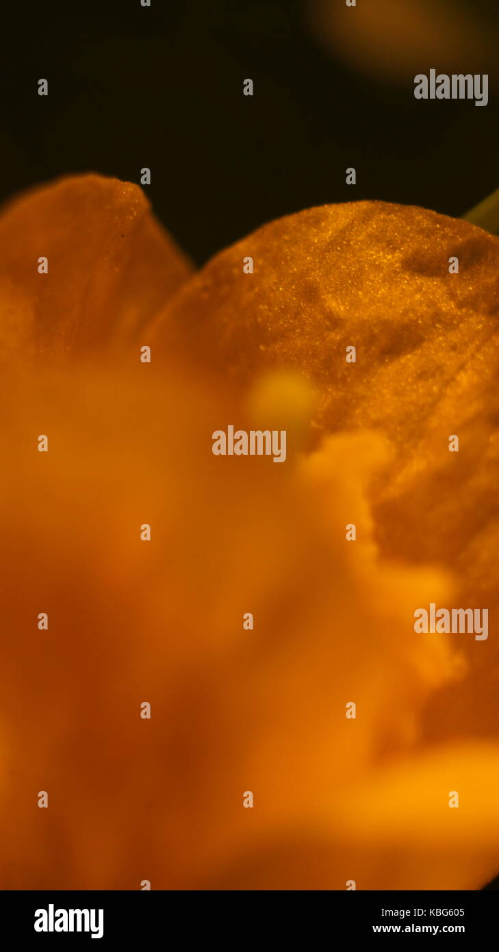 Orange flower in black background Stock Photo - Alamy