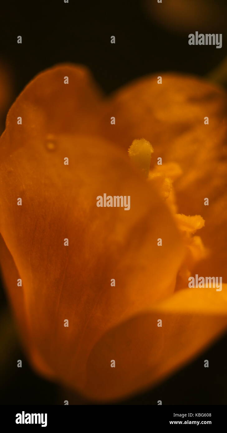 Orange flower in black background Stock Photo - Alamy
