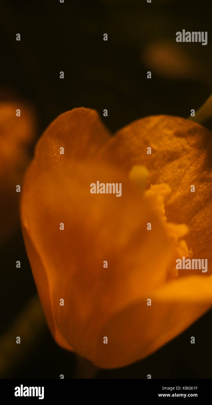 Orange flower in black background Stock Photo - Alamy