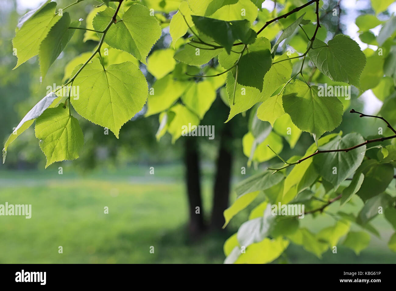 park in the city, young sprouts of trees in spring Stock Photo - Alamy