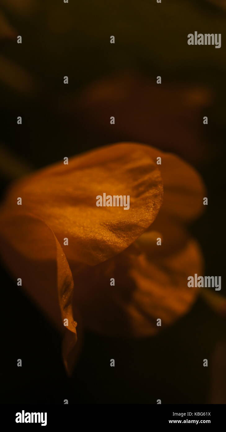 Orange flower in black background Stock Photo - Alamy