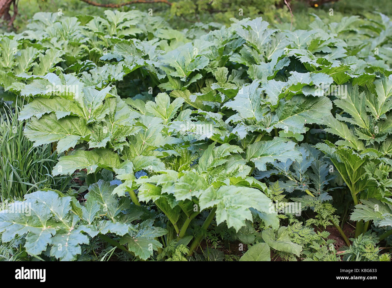 park in the city, young sprouts of trees in spring Stock Photo - Alamy