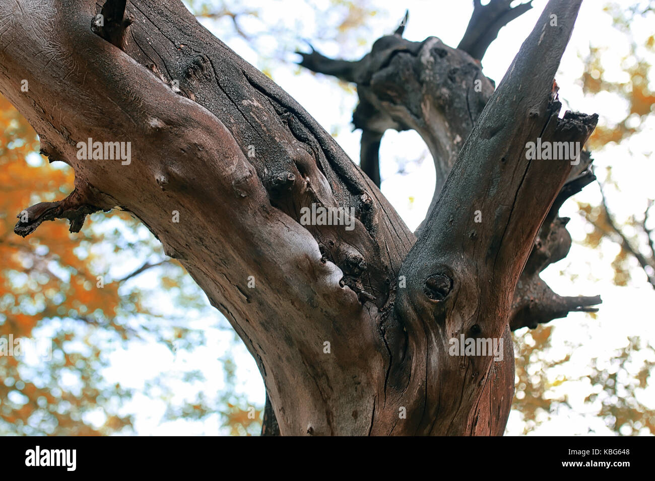 old textured dried-up tree at the beginning of the spring Stock Photo ...