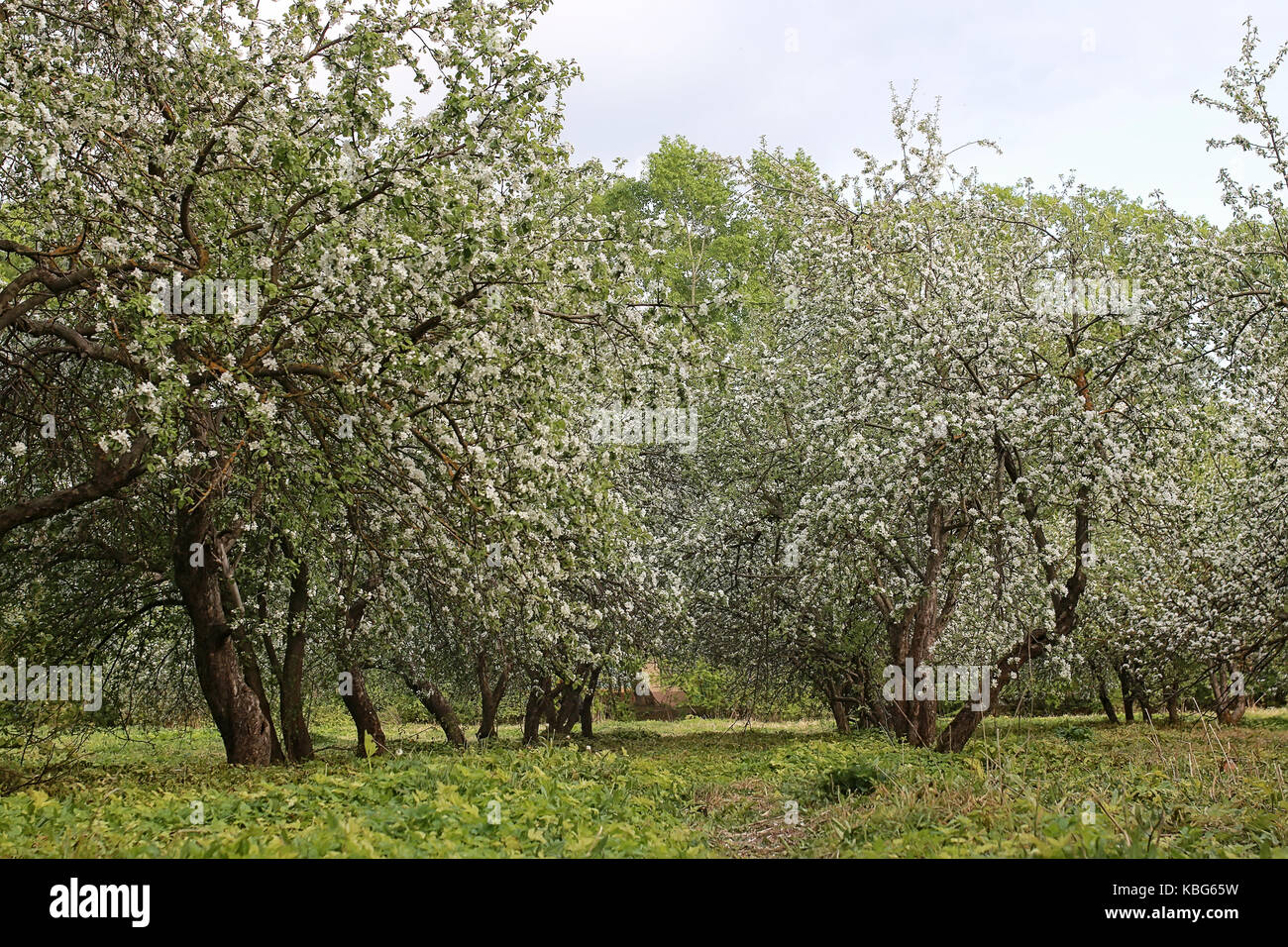 park in the city, young sprouts of trees in spring Stock Photo - Alamy