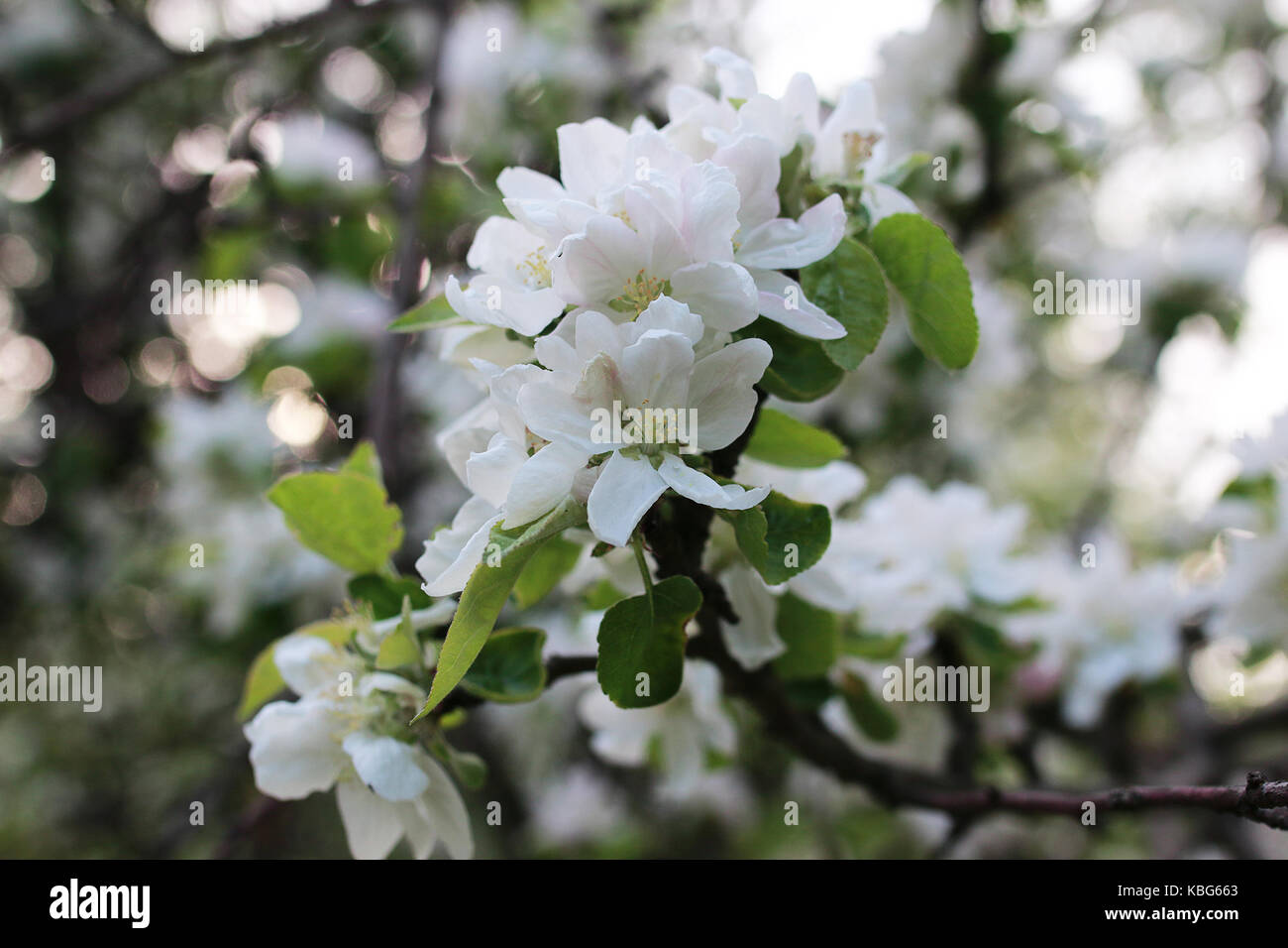 flowering apple tree with bright white flowers Stock Photo - Alamy