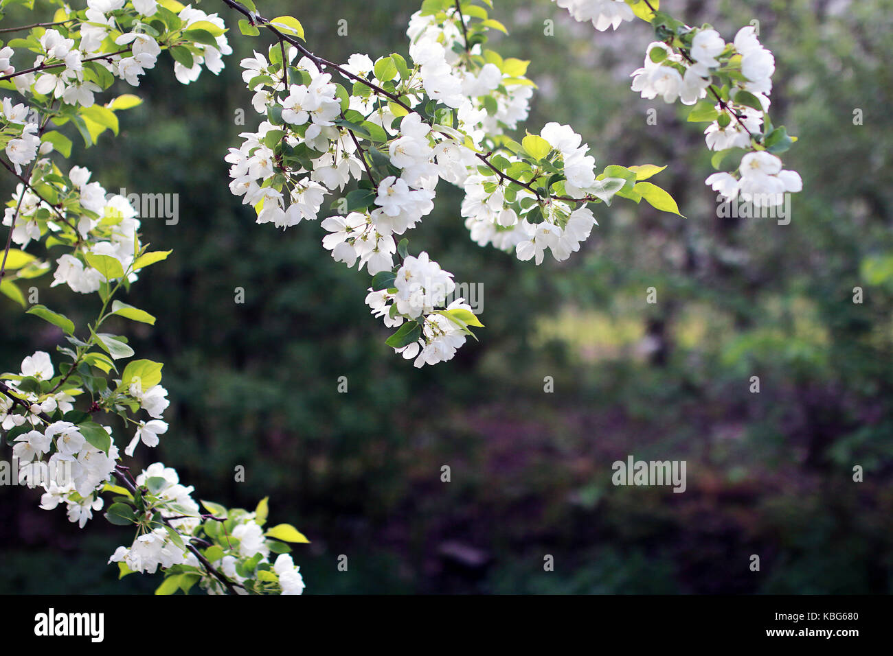 early spring flowering apple tree with bright white flowers Stock Photo ...