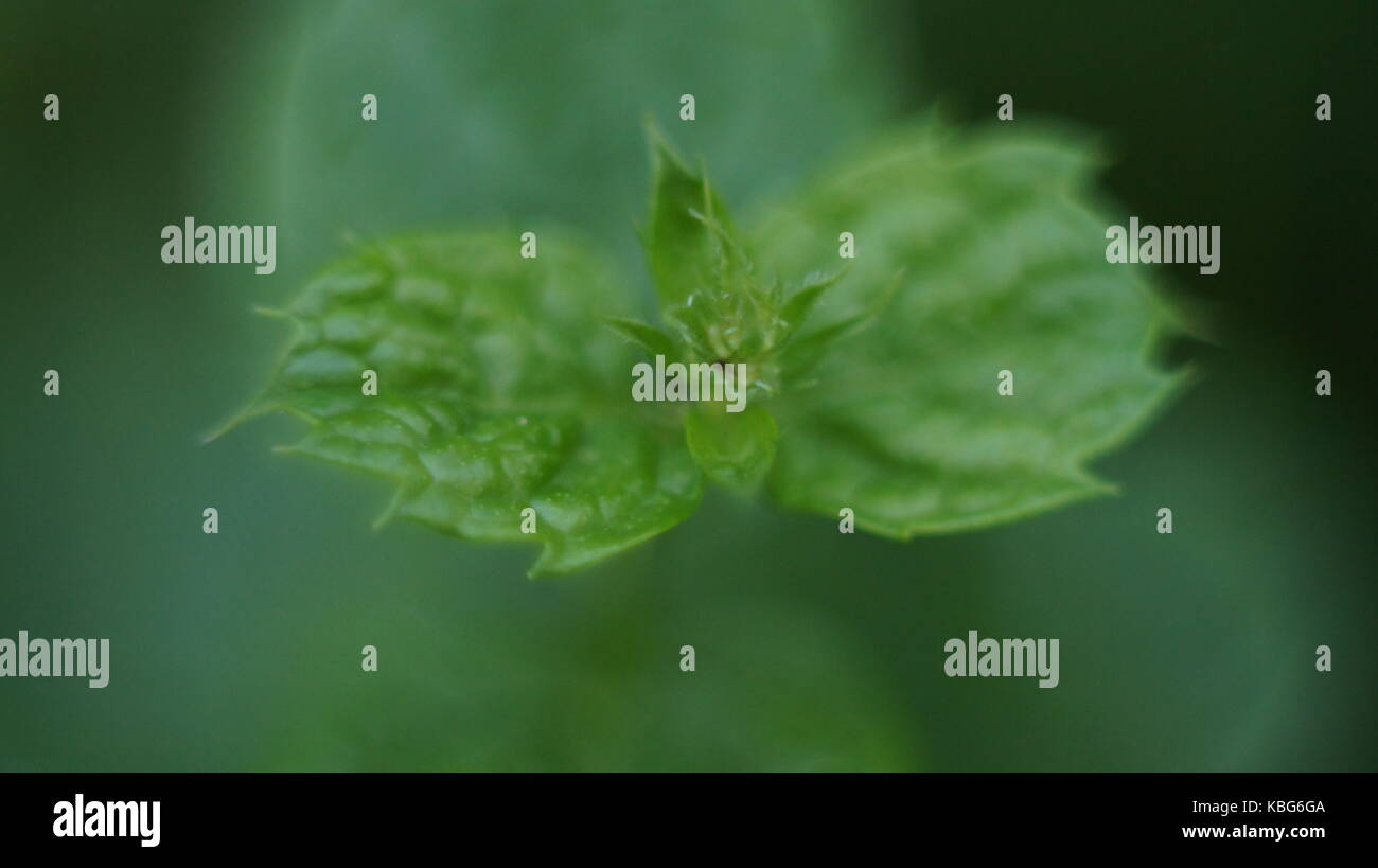 Fresh mint growing in the garden Stock Photo - Alamy
