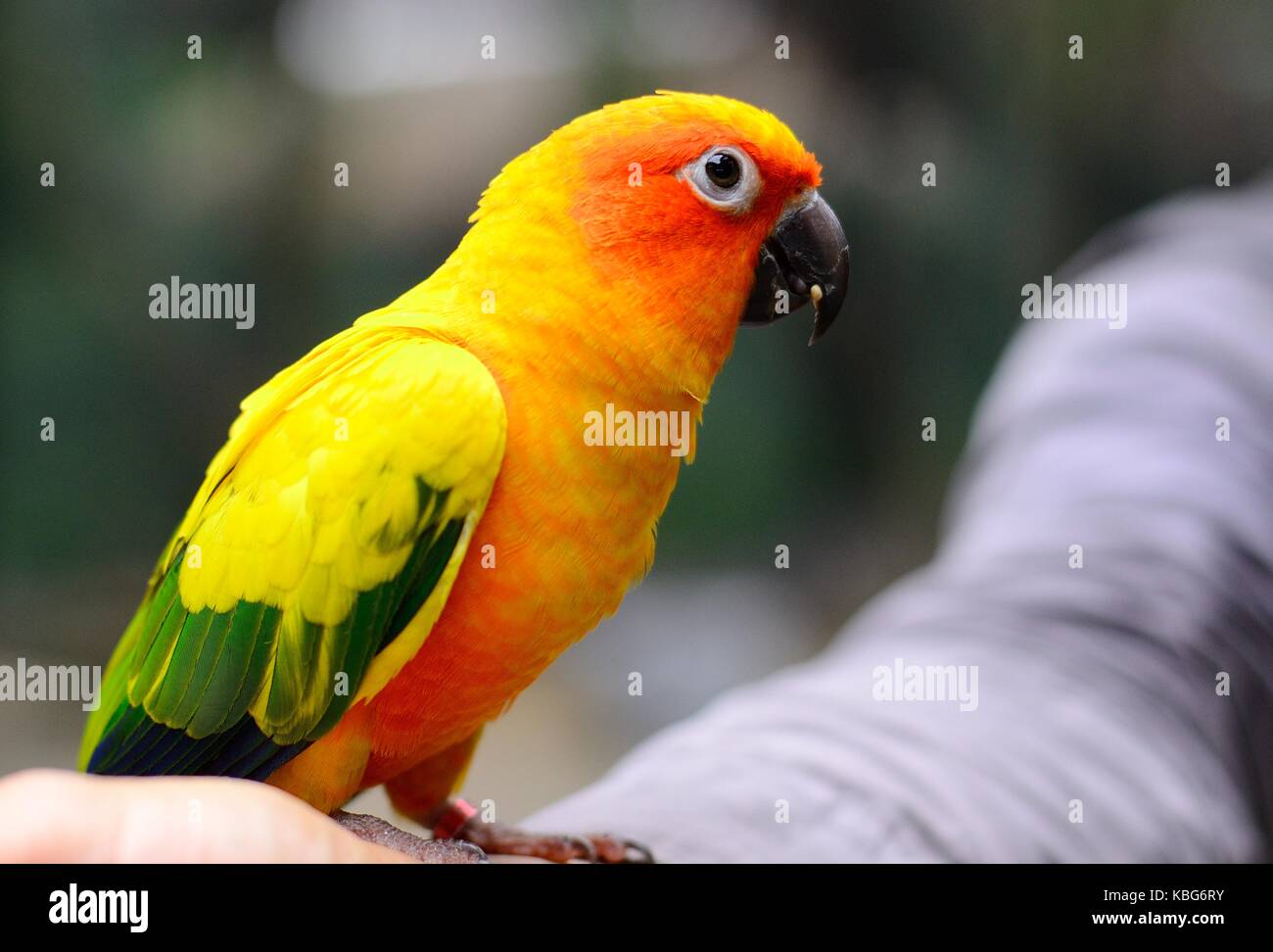 beautiful Sun Conure (Aratinga solstitialis) as pet Stock Photo - Alamy