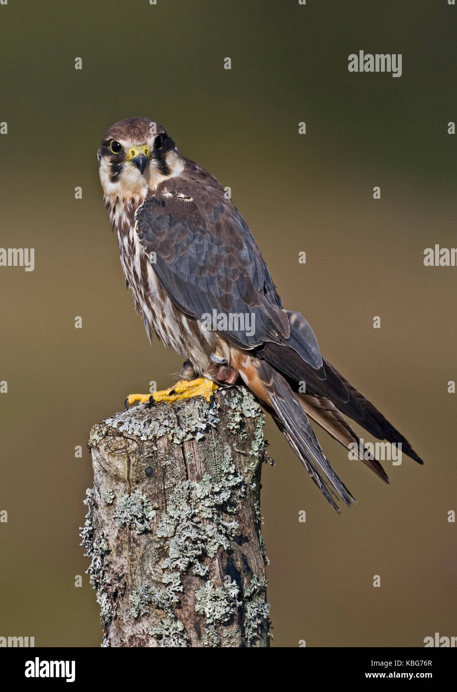 Hobby bird hi-res stock photography and images - Alamy