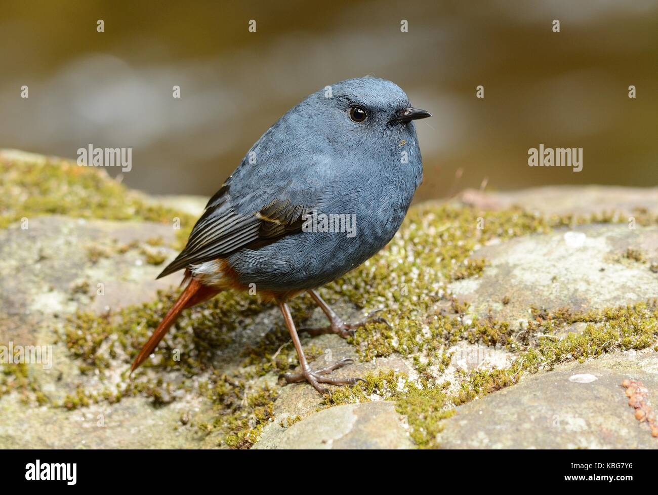 beautiful male Plumbeous Redstart (Rhyacornis fuliginosa) in Thai ...