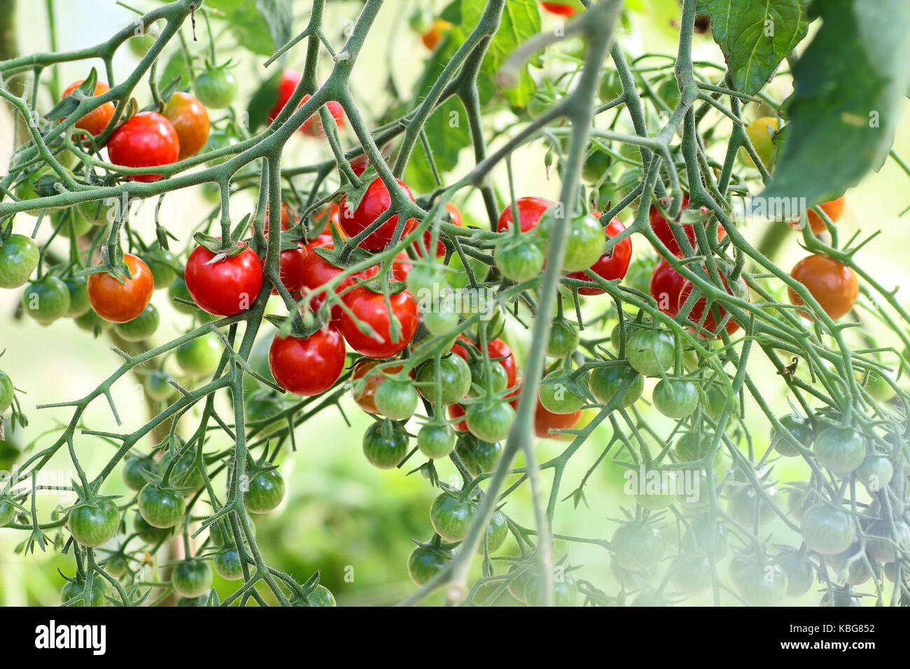tomato on branch crop Stock Photo - Alamy