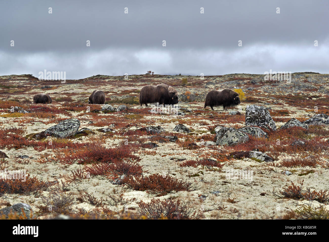 Muskox in the tundra Stock Photo - Alamy