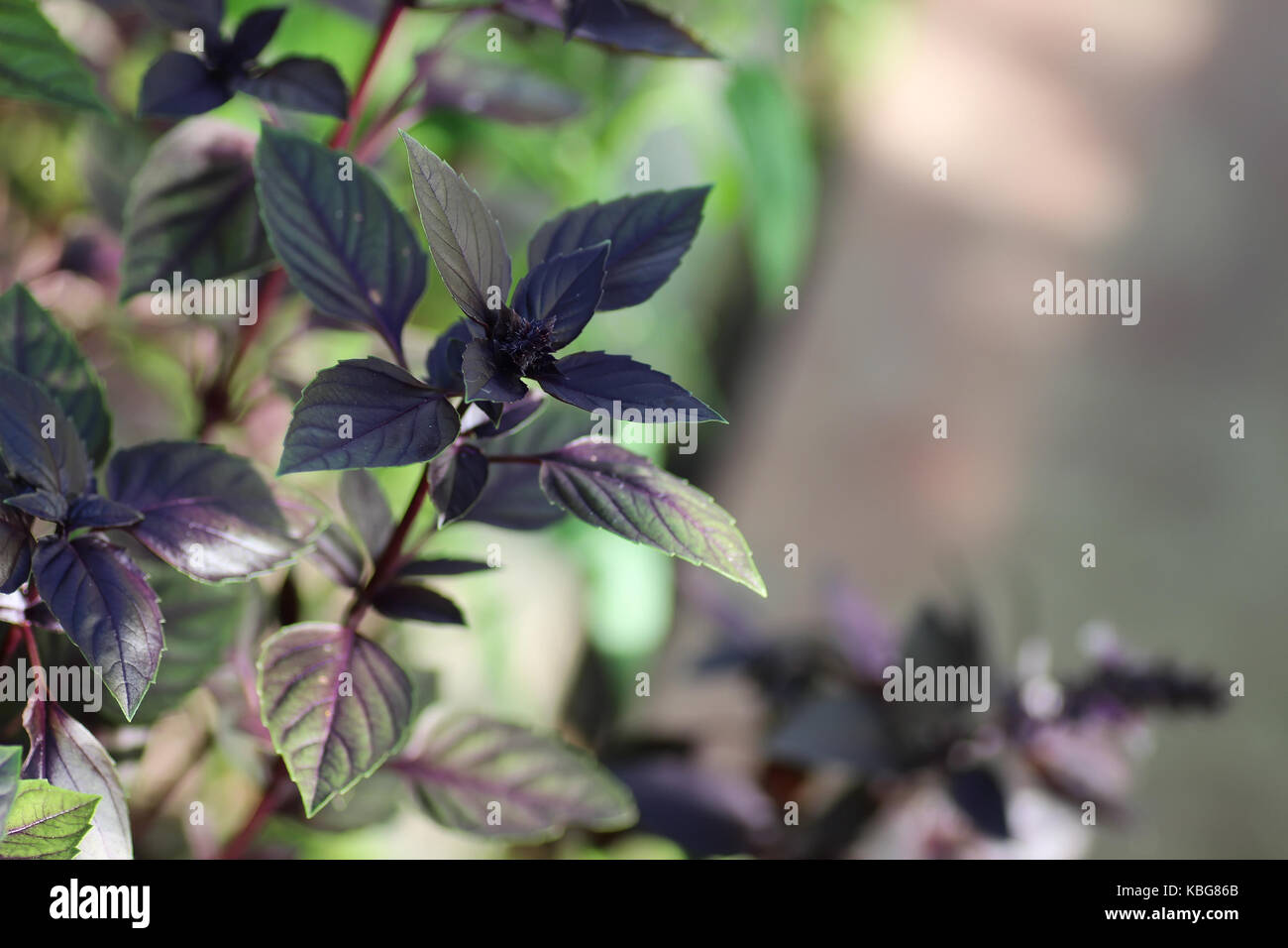 purple basil bush Stock Photo - Alamy