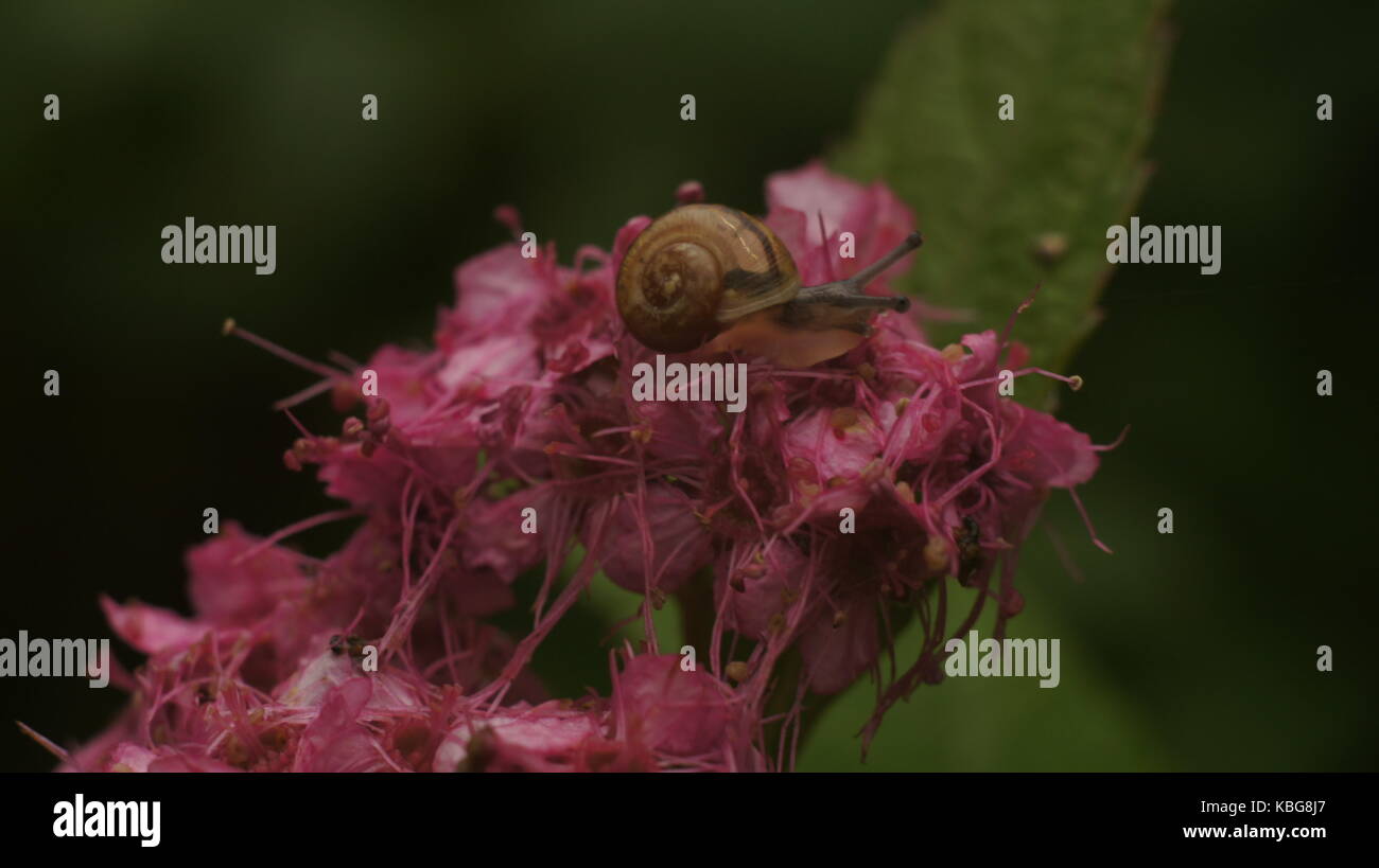 Baby sweet snail on pink flower Stock Photo - Alamy