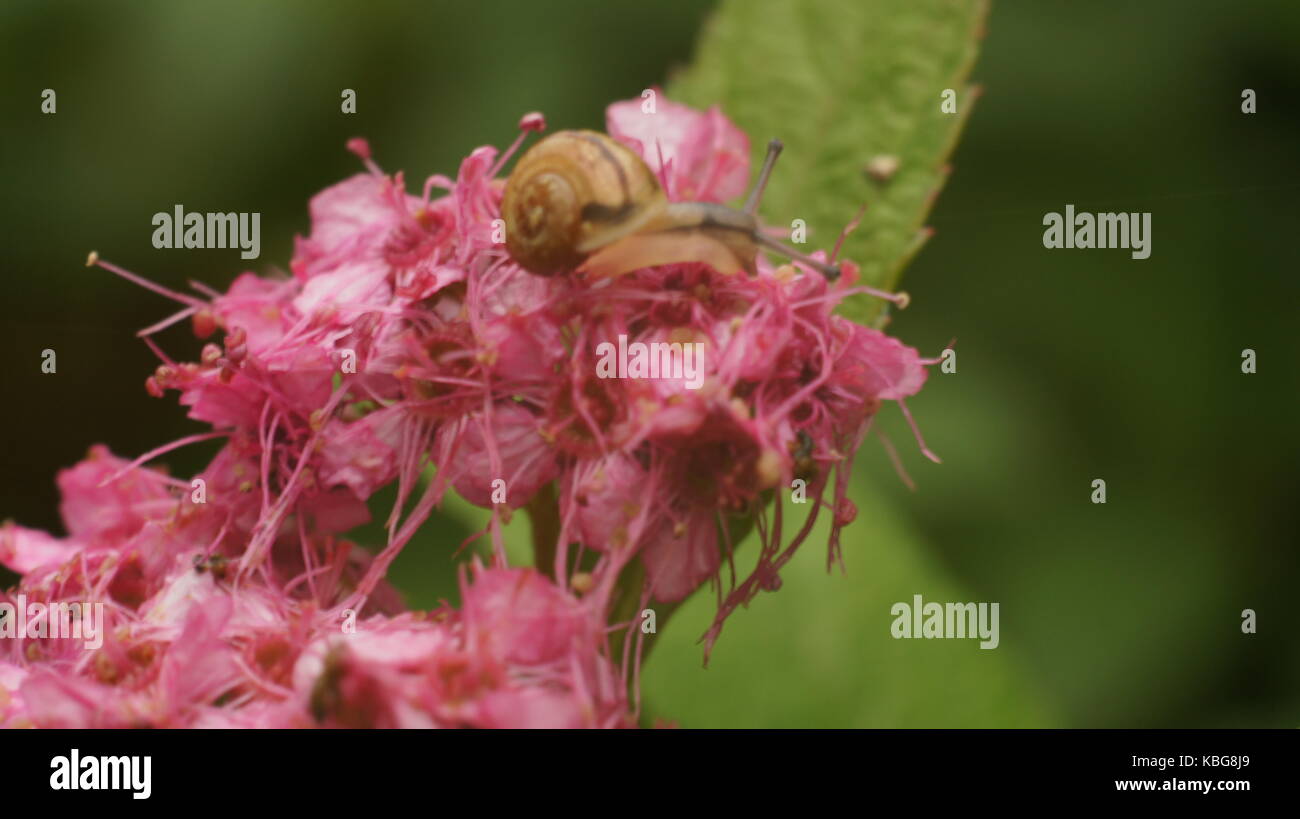 Baby sweet snail on pink flower Stock Photo - Alamy