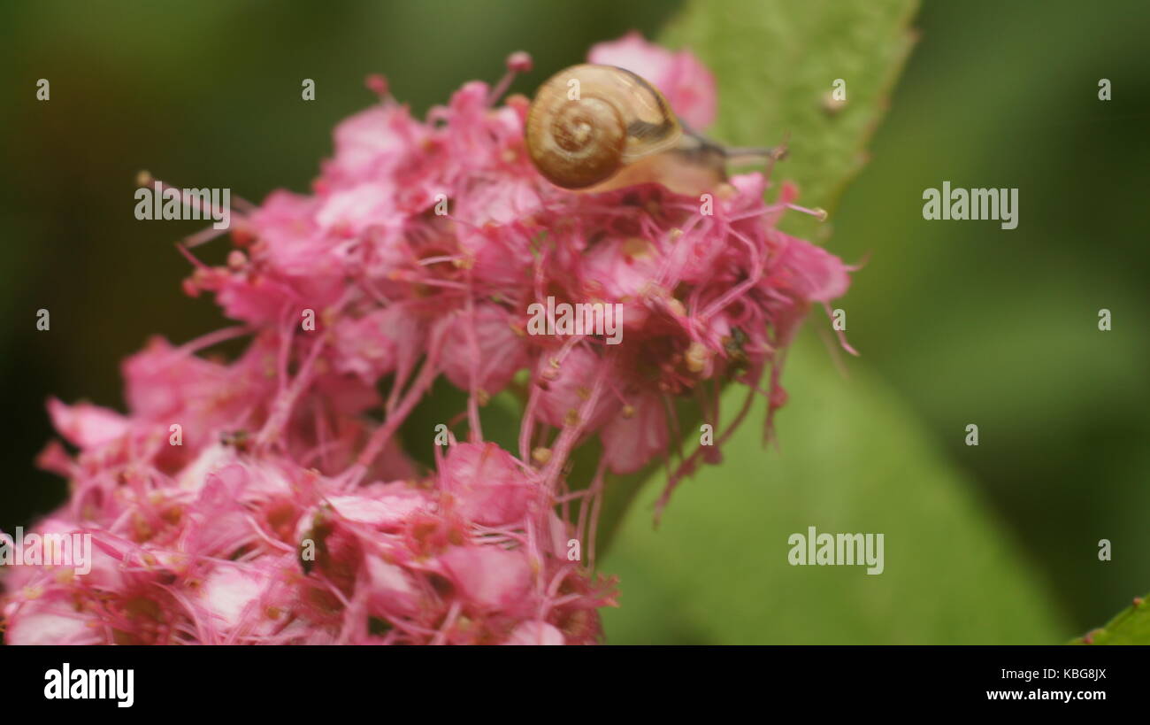 Baby sweet snail on pink flower Stock Photo - Alamy