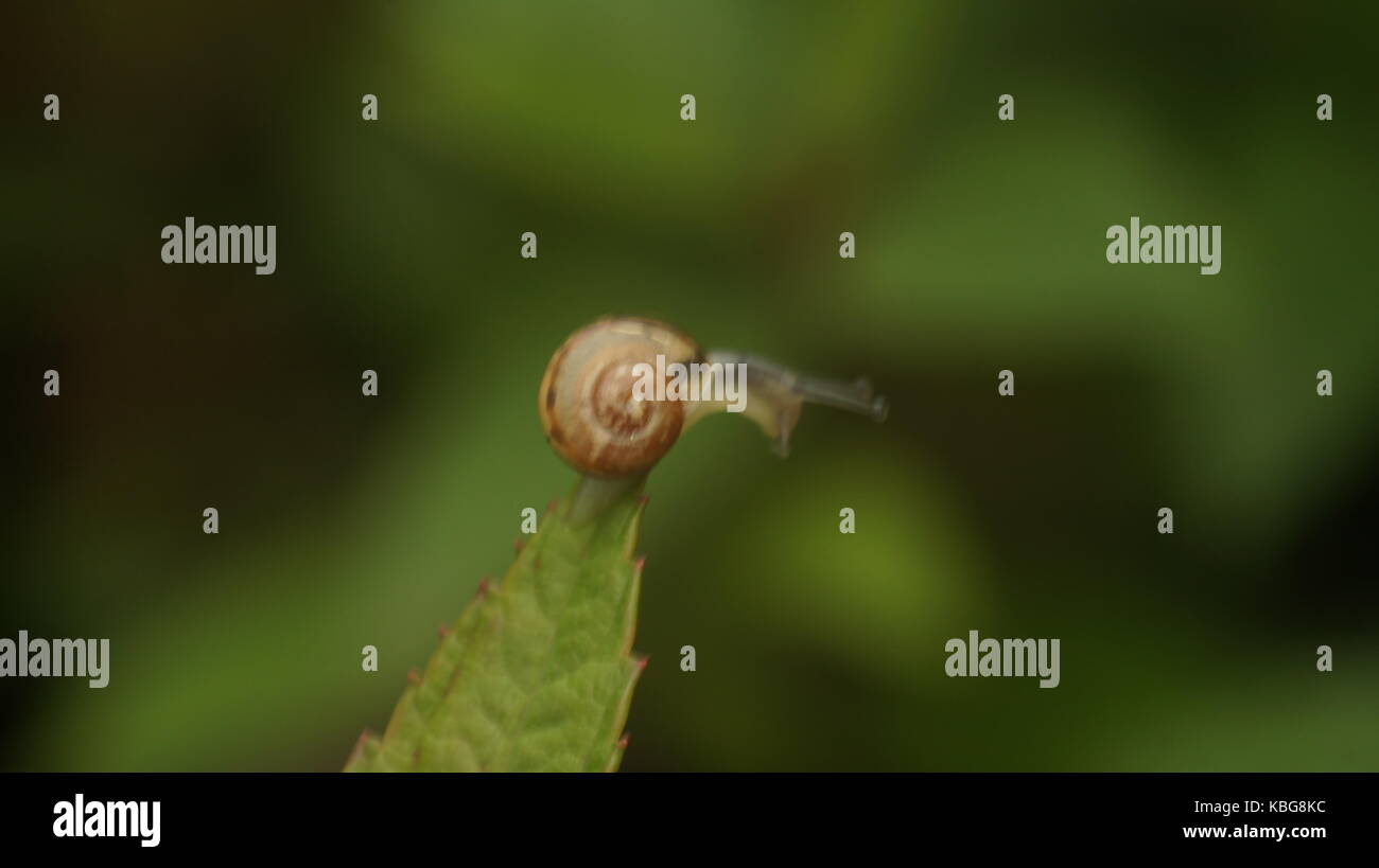 Baby sweet snail on Leaves flower Stock Photo - Alamy