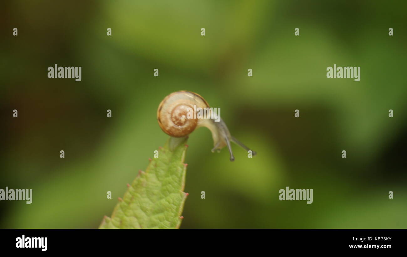 Baby sweet snail on Leaves flower Stock Photo - Alamy