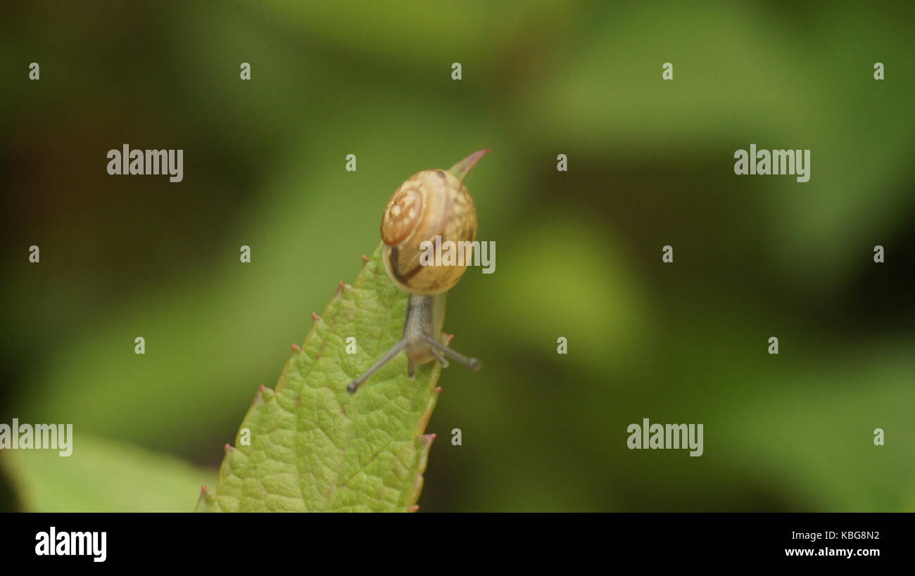 Baby sweet snail on Leaves flower Stock Photo - Alamy