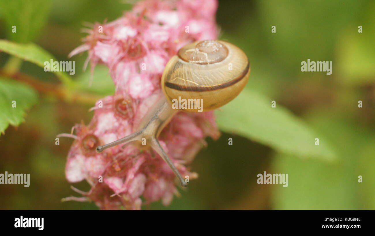 Baby sweet snail on beauty pink flower Stock Photo - Alamy