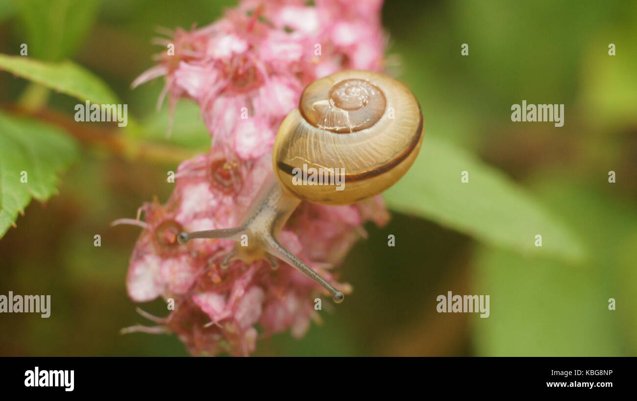 Baby sweet snail on beauty pink flower Stock Photo - Alamy