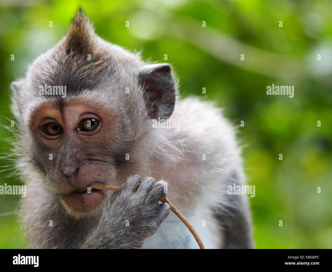 Monkey chewing hi-res stock photography and images - Alamy
