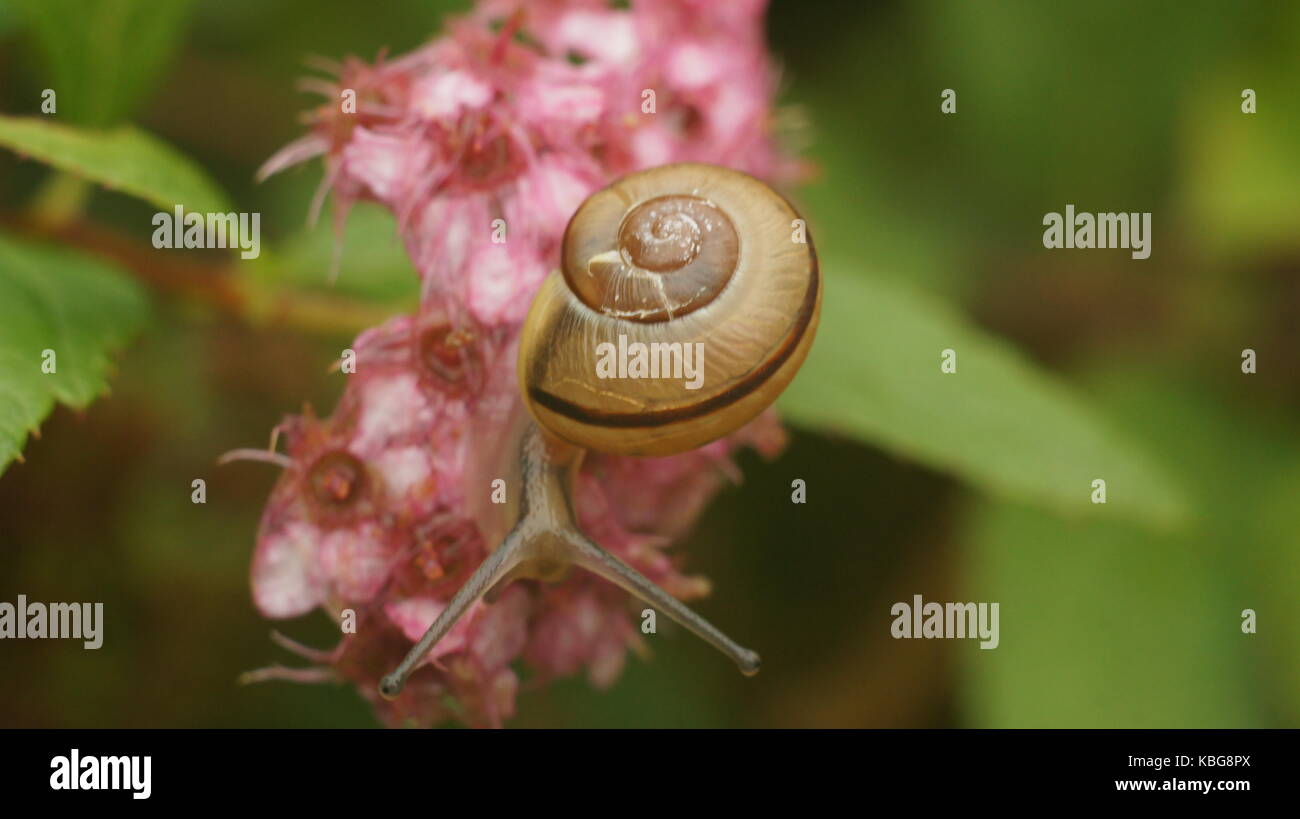 Baby sweet snail on beauty pink flower Stock Photo - Alamy