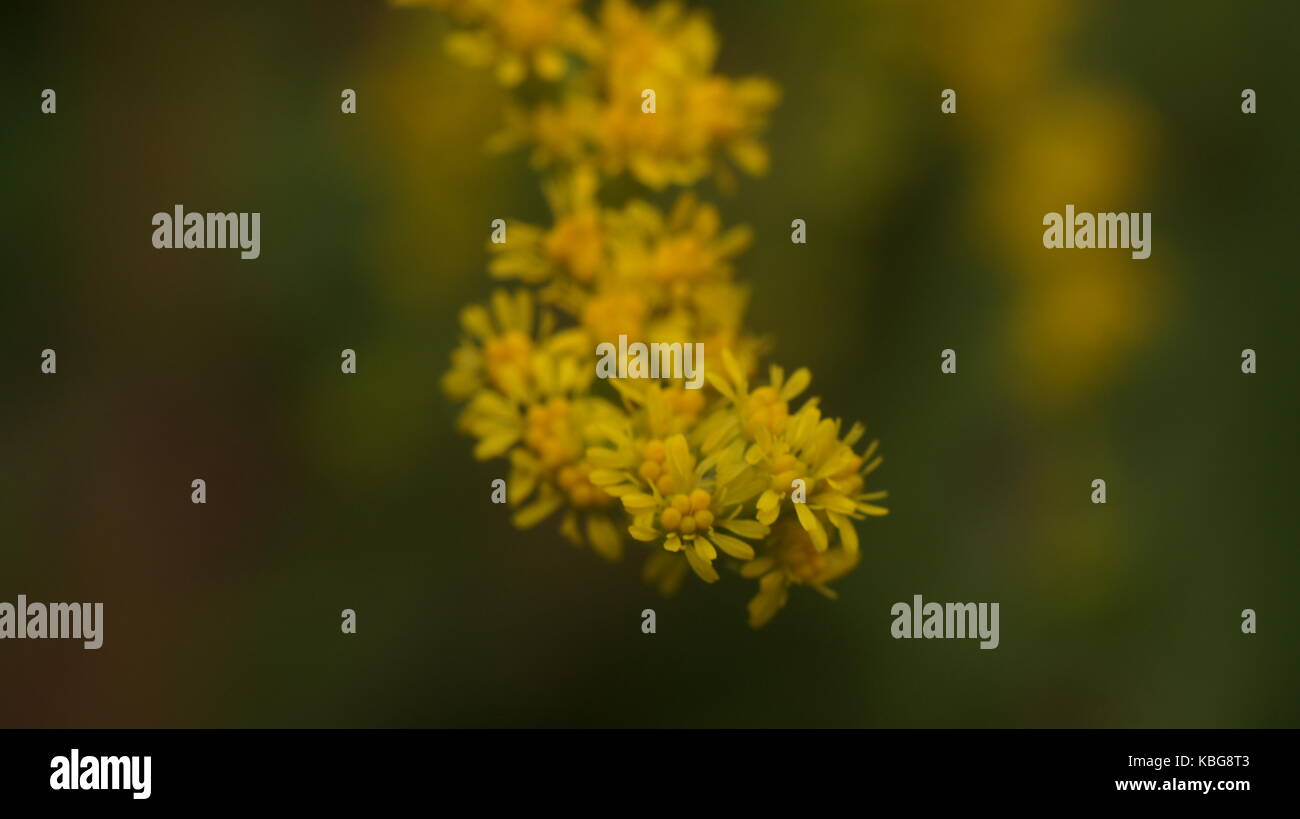 Small yellow flower green background Stock Photo - Alamy