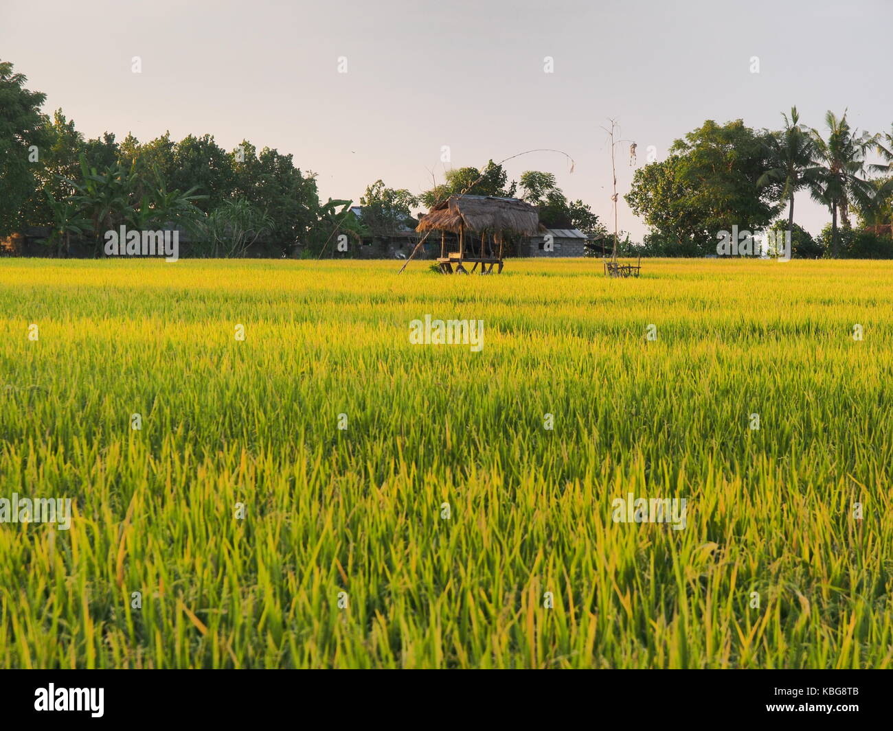 Rice field, Bali Stock Photo - Alamy