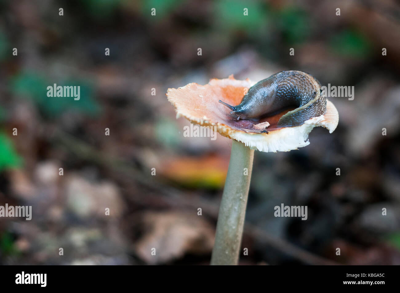 Close-up of a slug on wild poisonous mushroom in the forest Stock Photo ...