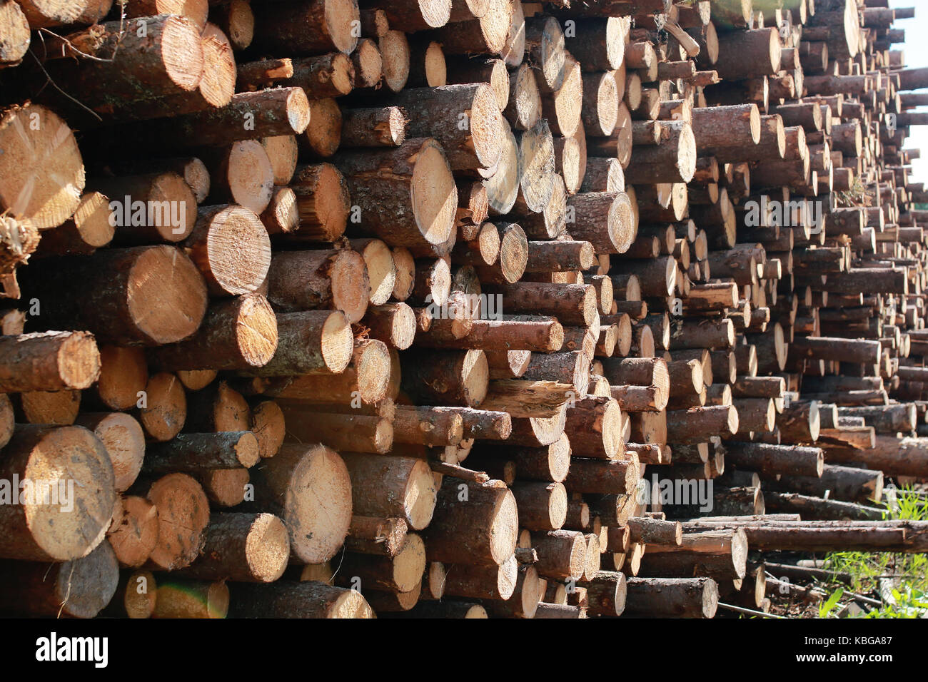 Sawn logs wood lie hi-res stock photography and images - Alamy