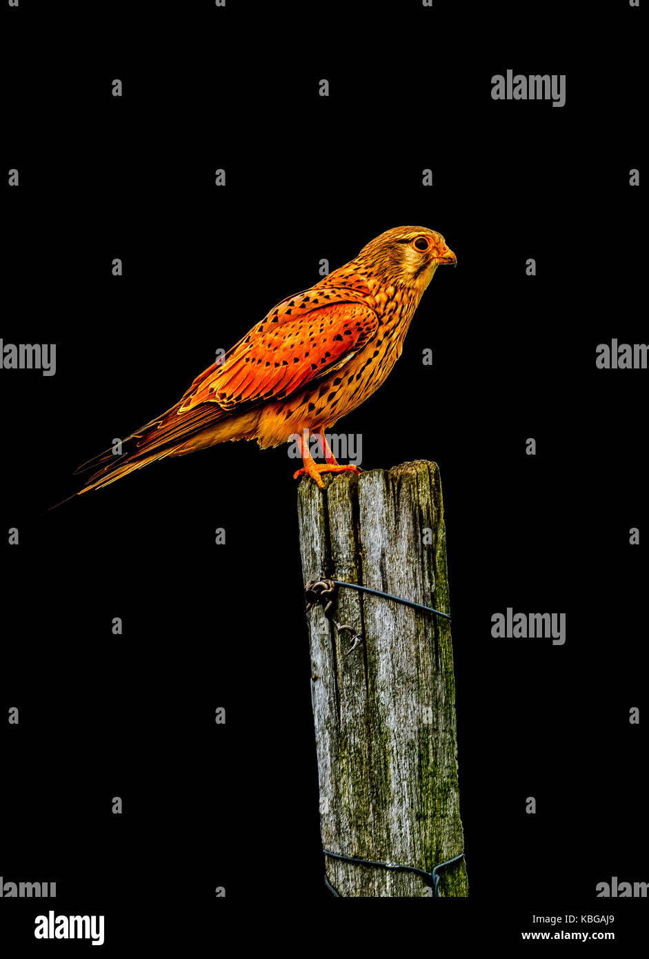 Black Sparrowhawk High Resolution Stock Photography and Images - Alamy