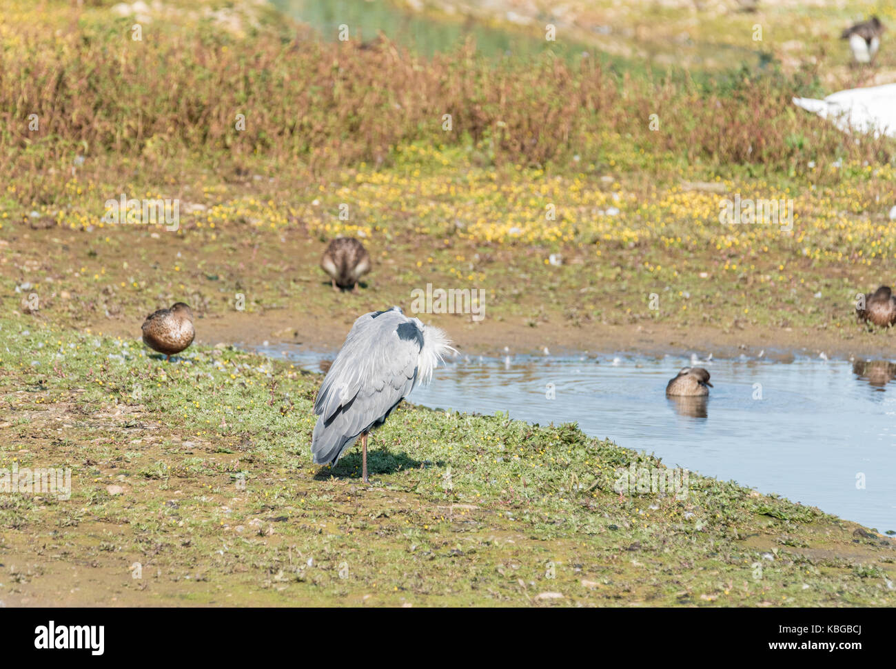 Grey heron preening hi-res stock photography and images - Alamy