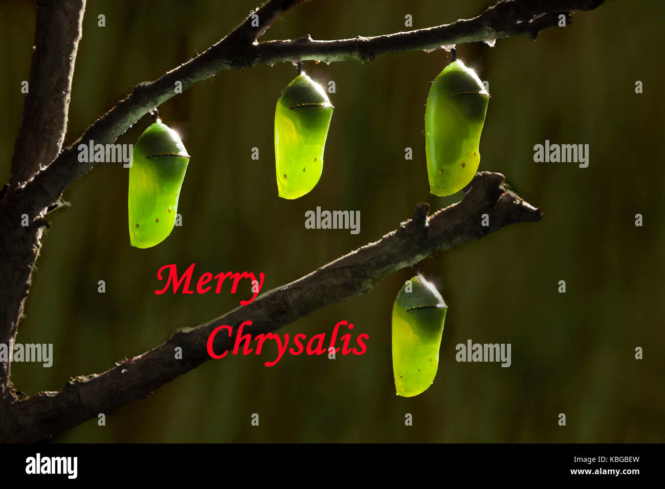 Monarch butterfly chrysalis hatch hi-res stock photography and images ...