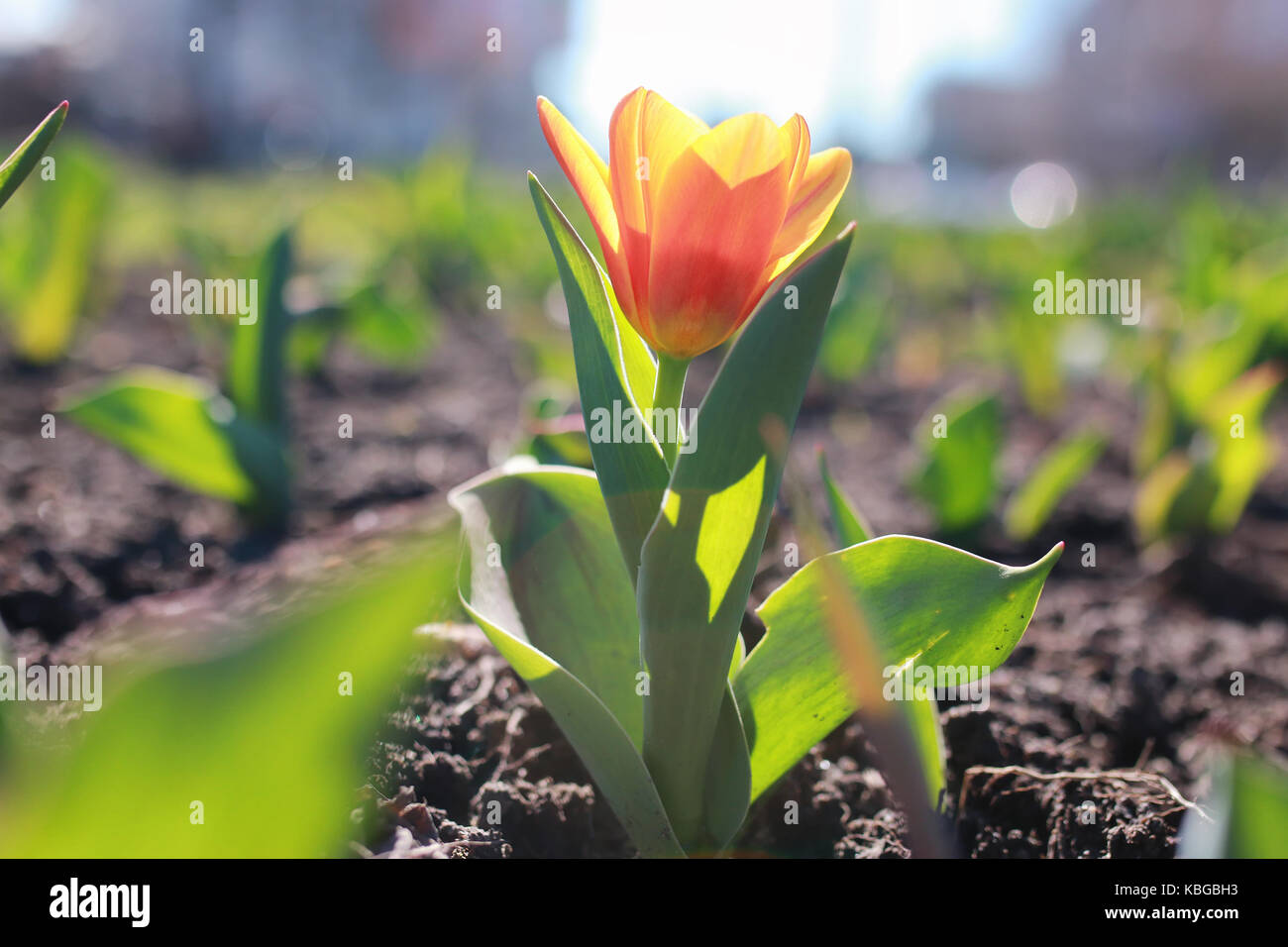 spring flower tulip on ground Stock Photo - Alamy