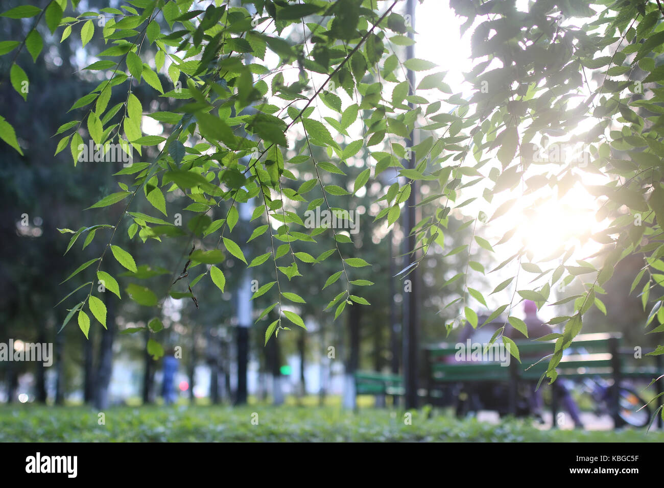 park leaf sun Stock Photo - Alamy