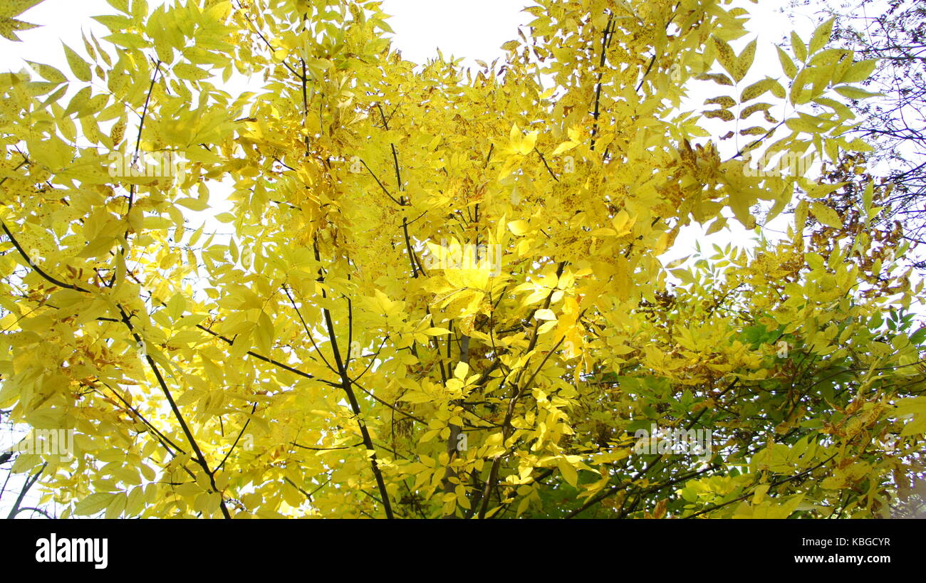 Autumn tree with changing yellow leaves Stock Photo - Alamy