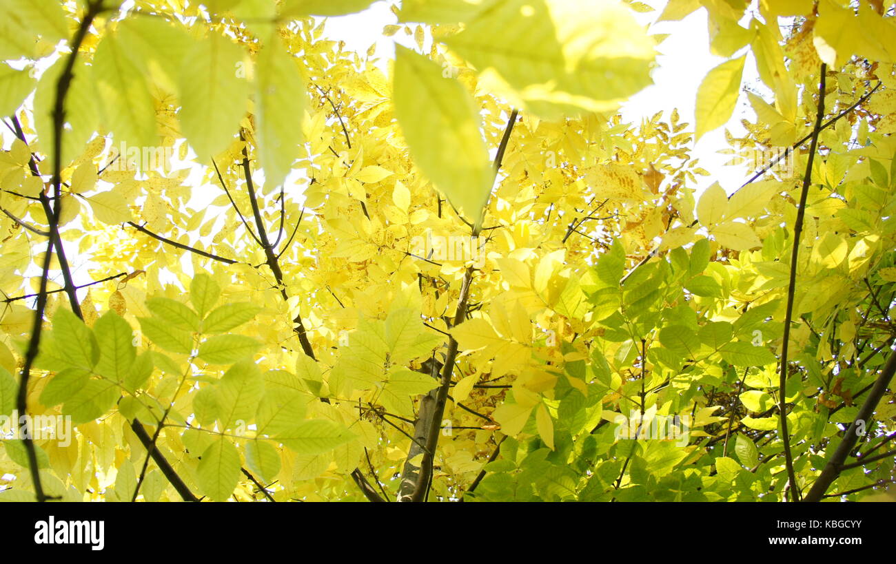 Autumn tree with changing yellow leaves Stock Photo - Alamy
