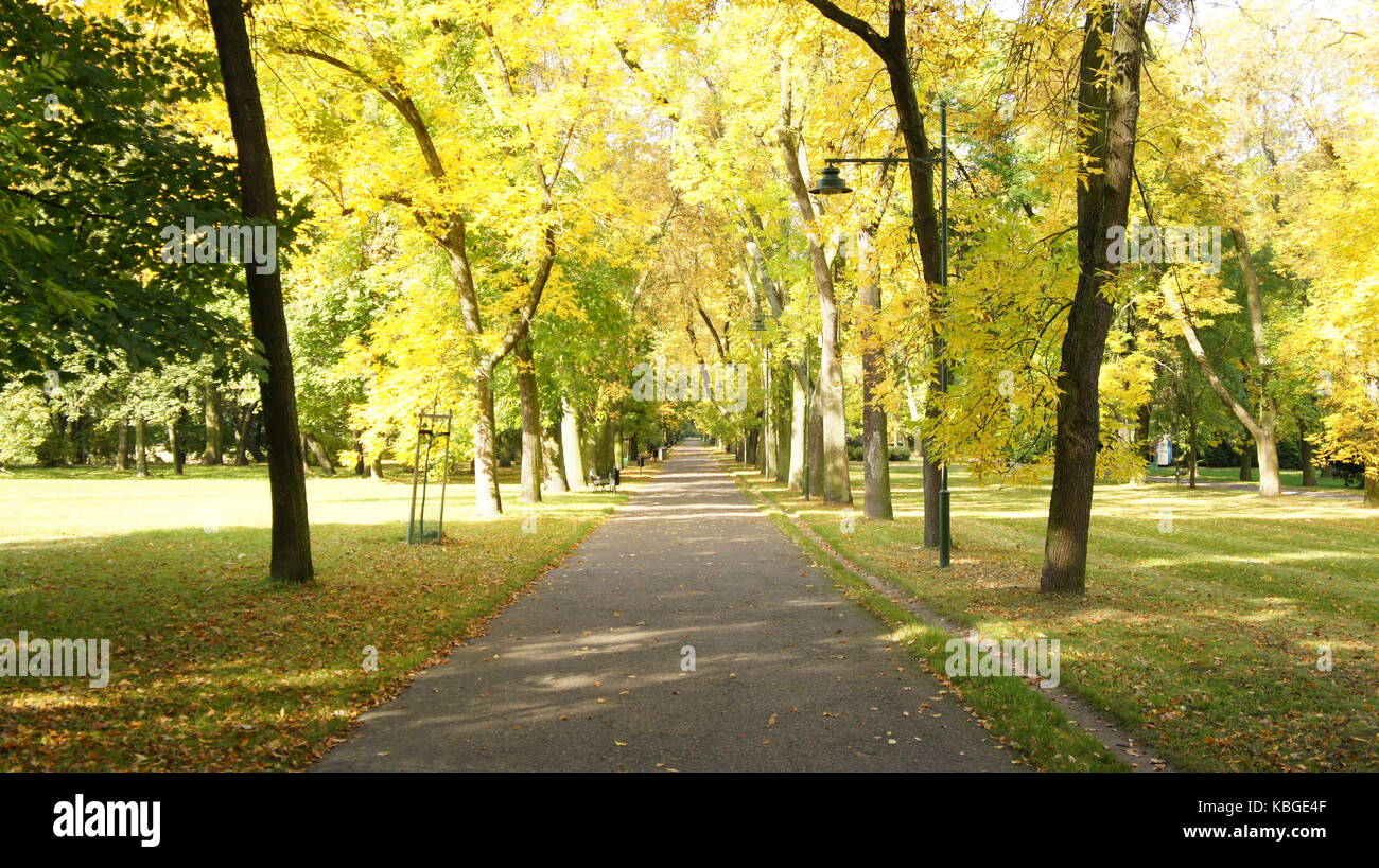 Autumn tree with changing leaves Stock Photo - Alamy