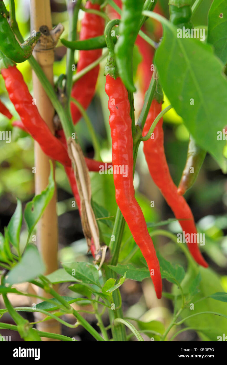 red hot peppers on a plant in a vegetable Stock Photo - Alamy