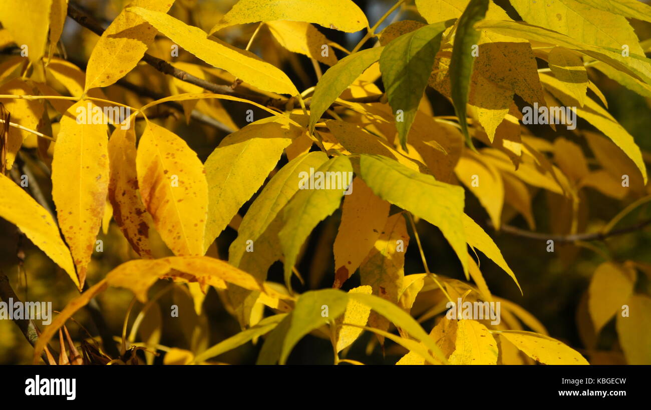 Autumn tree with changing leaves Stock Photo - Alamy