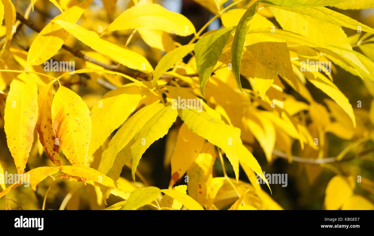Autumn tree with changing leaves Stock Photo - Alamy