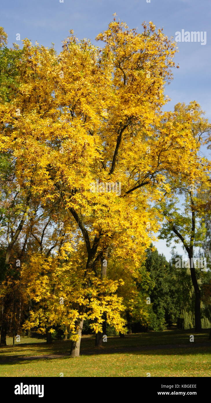 Autumn tree with changing leaves Stock Photo - Alamy