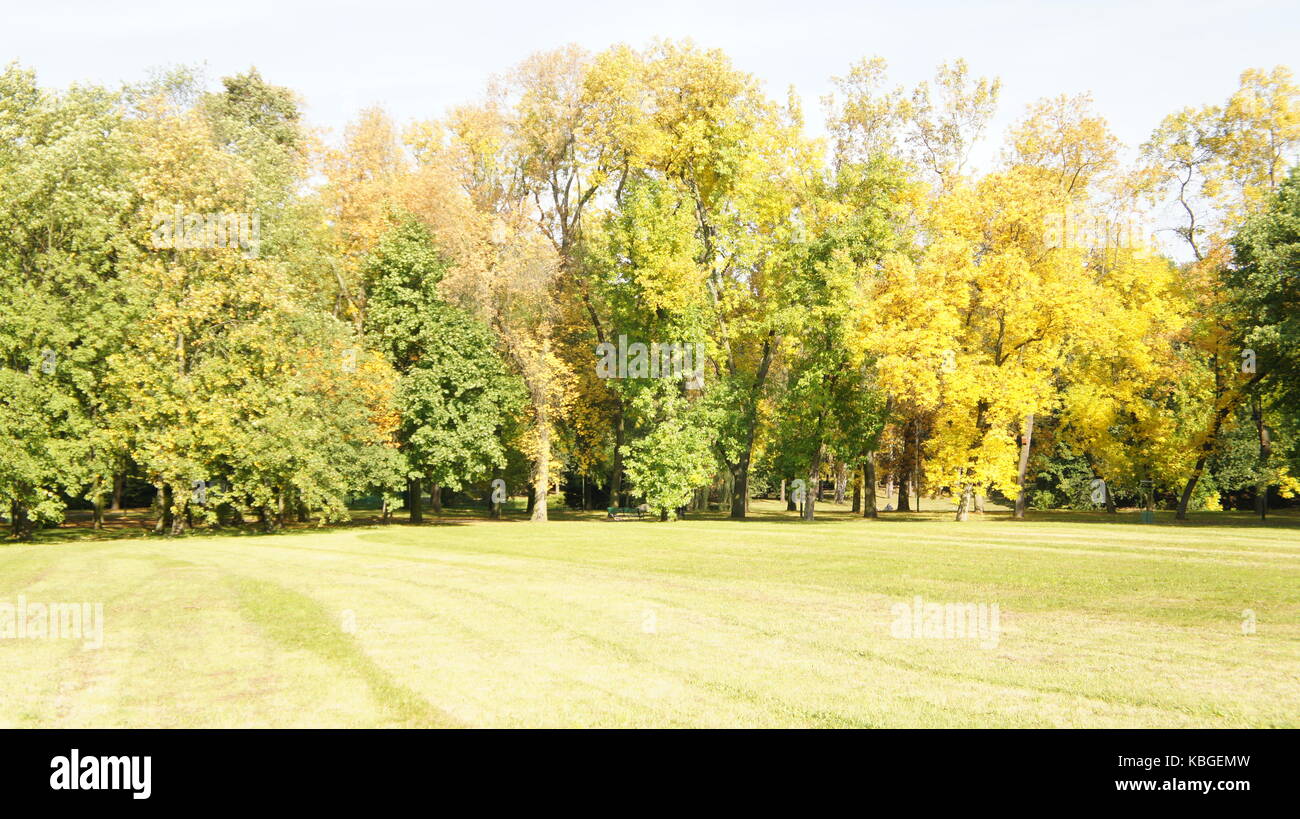 Tree with changing leaves hi-res stock photography and images - Alamy