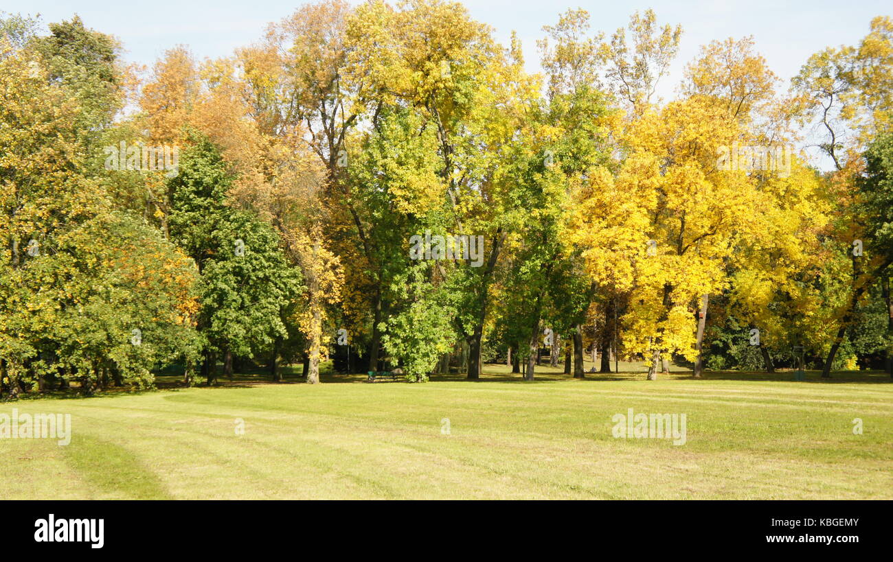 Autumn tree with changing leaves Stock Photo - Alamy