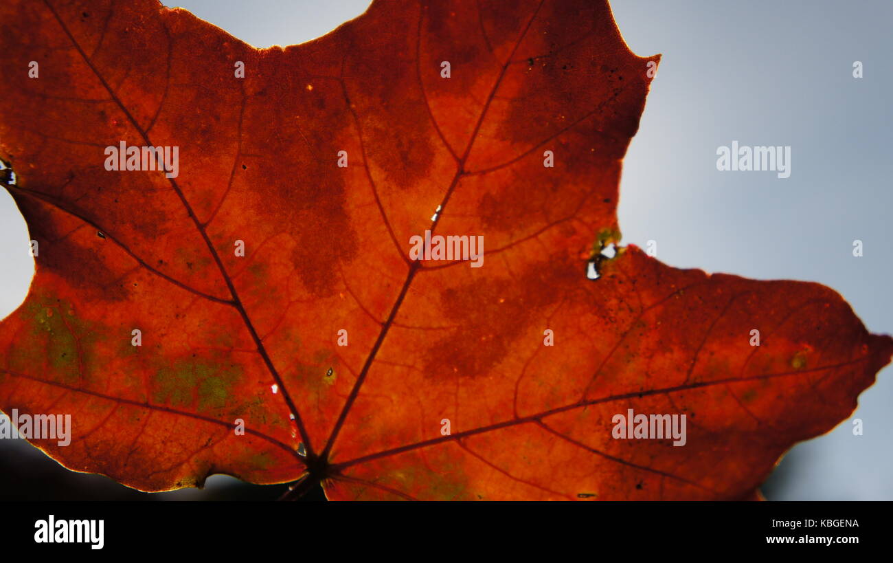 Autumn tree with changing leaves Stock Photo - Alamy