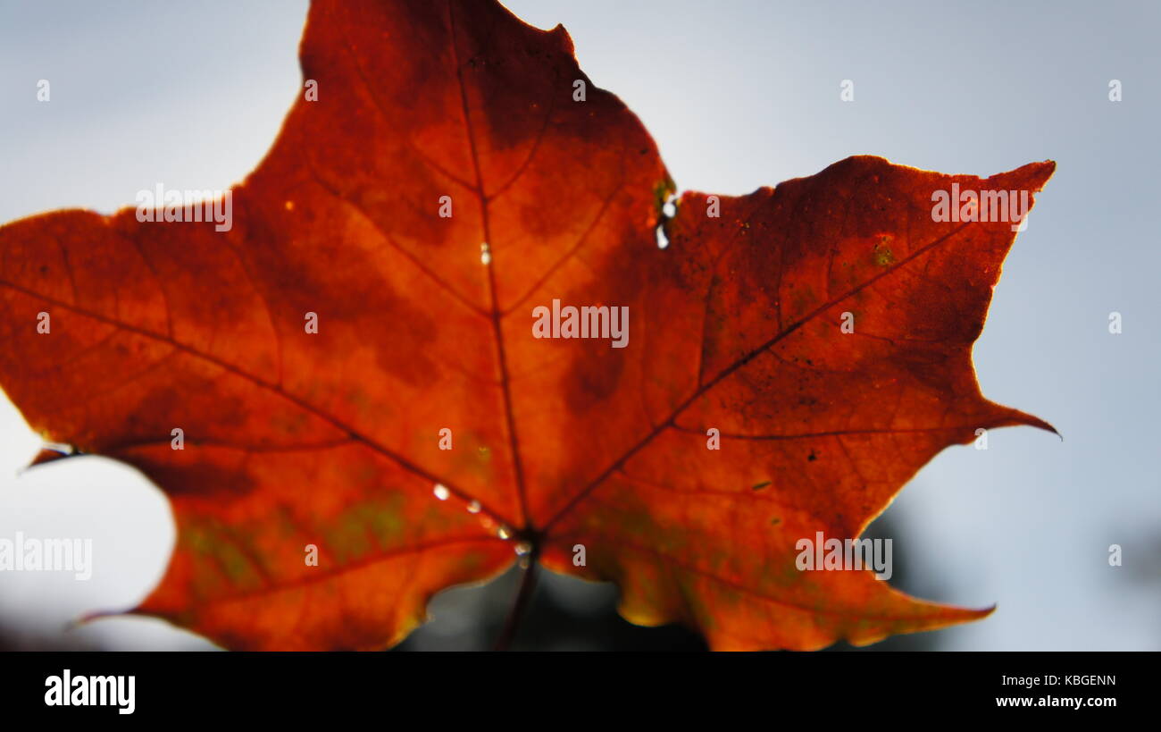 Autumn tree with changing leaves Stock Photo - Alamy