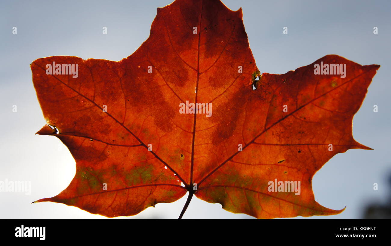 Autumn tree with changing leaves Stock Photo - Alamy